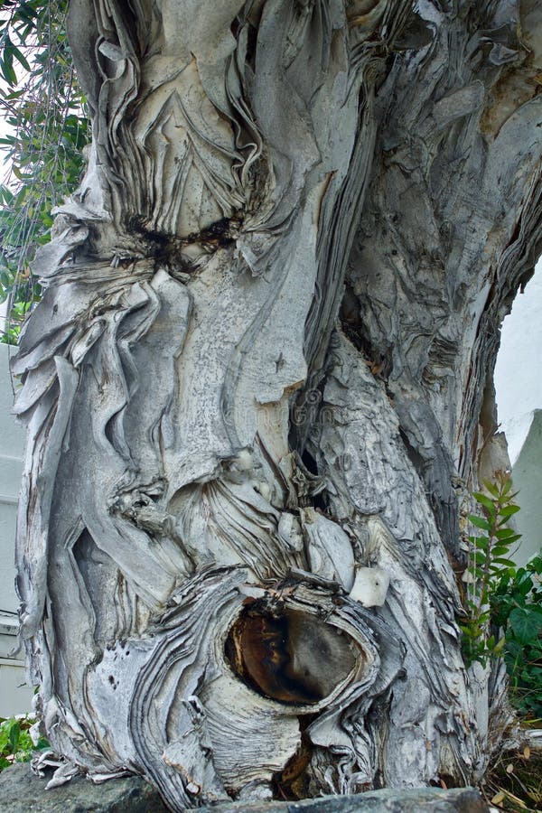 Sad face tree trunk stock photo. Image of wooden, wood - 96104124