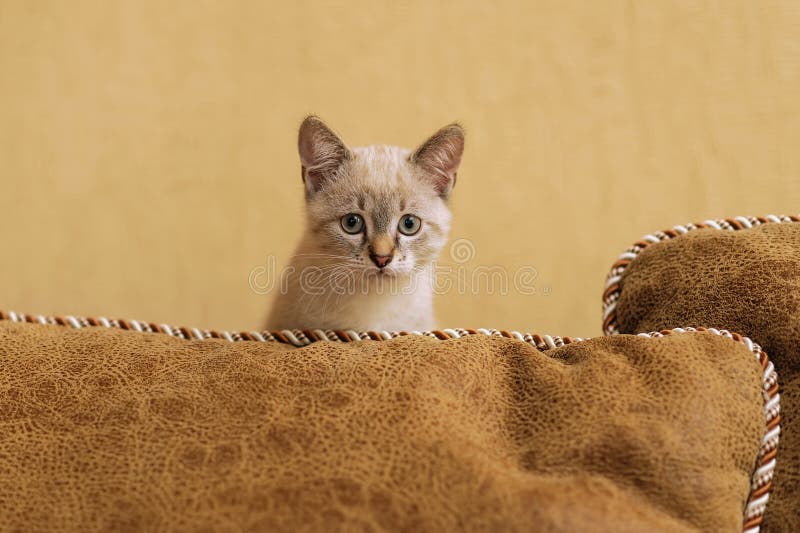 Sad Face of a Young Thai Kitten Stock Photo - Image of eyes, animal ...