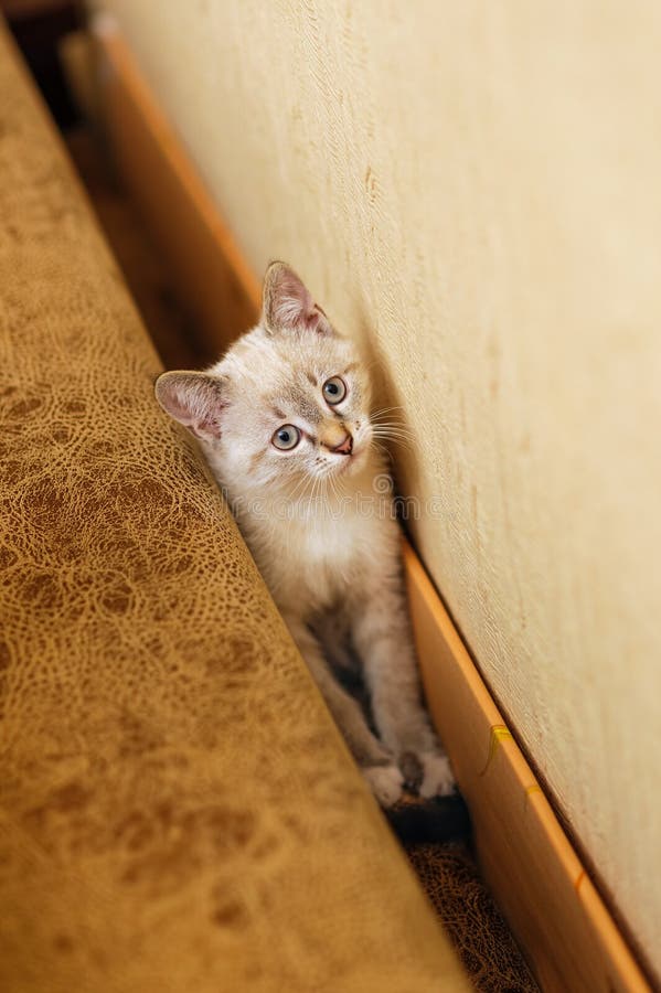 Sad Face of a Young Thai Kitten Stock Image - Image of cleft, sitting ...