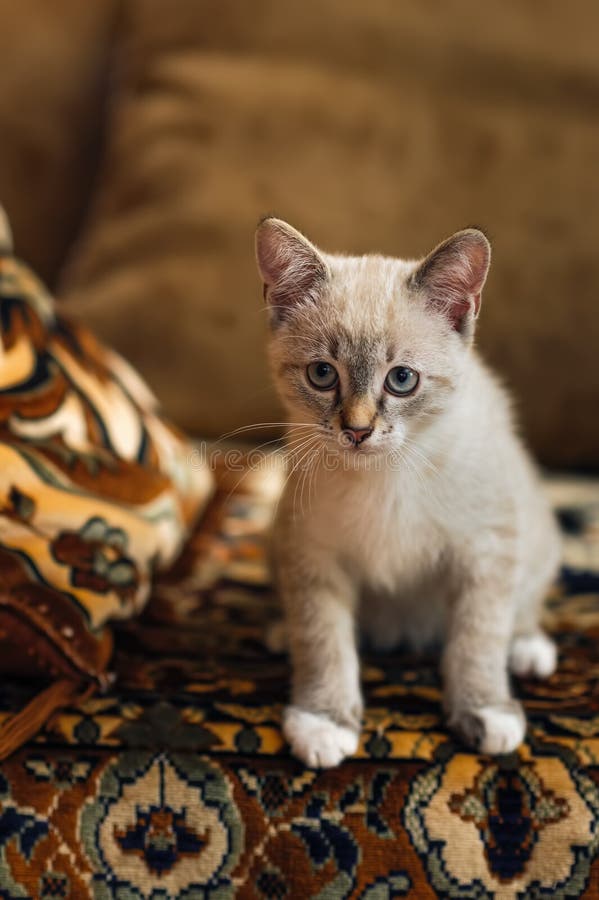 Sad Face of Young Thai Kitten Stock Image - Image of domestic, small ...