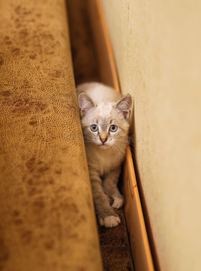 Sad Face of a Young Thai Kitten Stock Image - Image of eyes, pretty ...