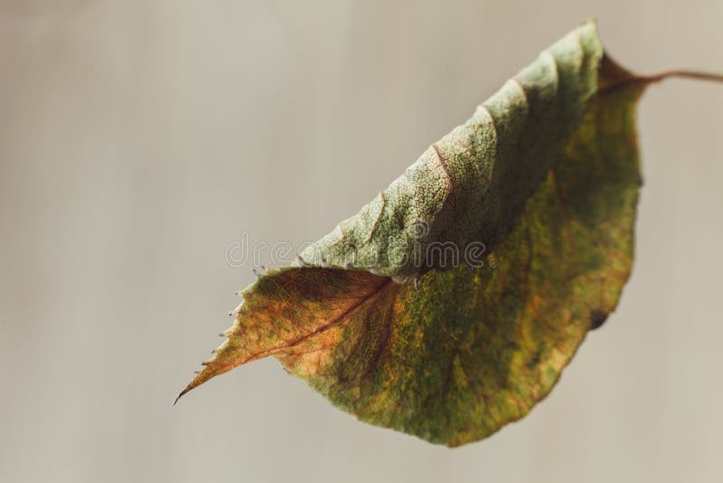 Sad Faded Leaf Close-up Macro Stock Photo - Image of droop, petal: 57152714