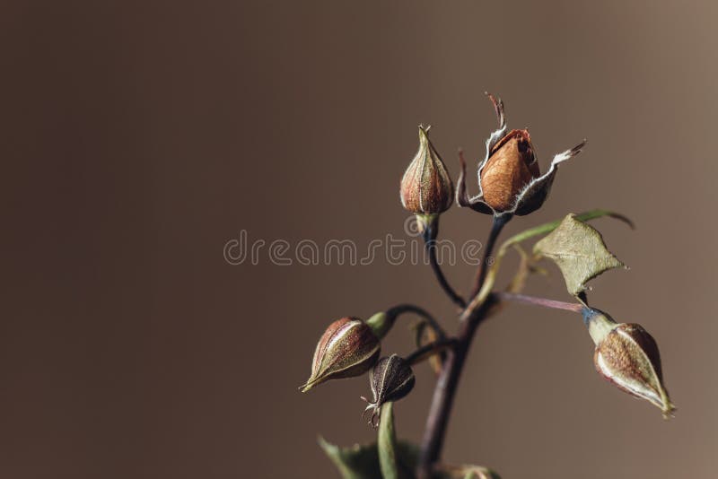 Sad Faded Rose Flower Close-up Macro Stock Image - Image of dirty, pink ...