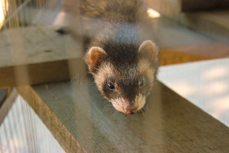 Sad Ferret in the Cage Resting. Stock Photo - Image of animal, zoology ...