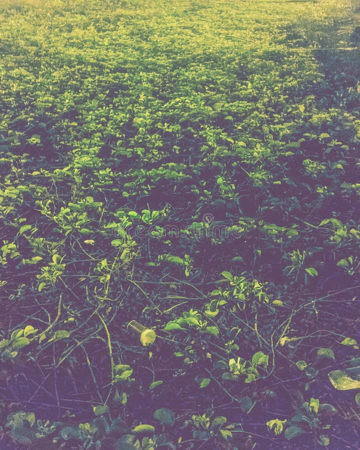 Sad field. stock image. Image of yellow, grass, overlay - 94562199