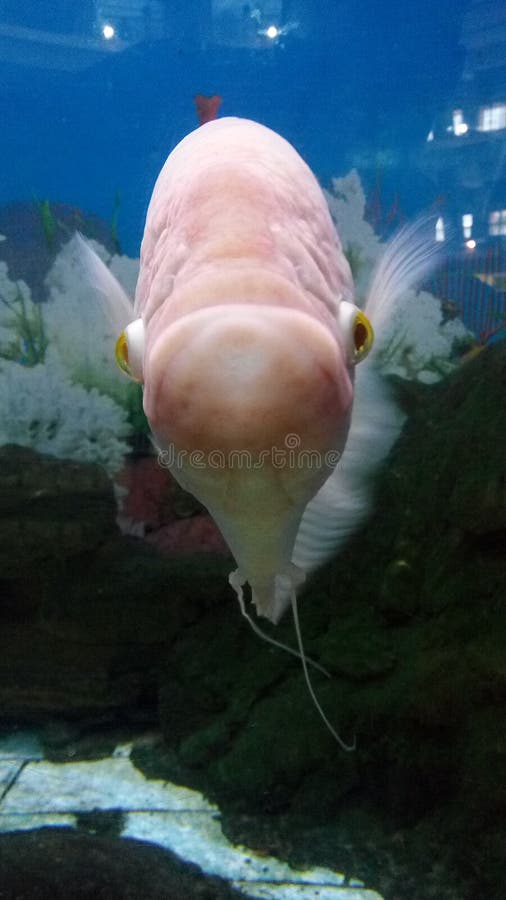 The sad fish stock photo. Image of aqua, fishing, aquarium - 160740558