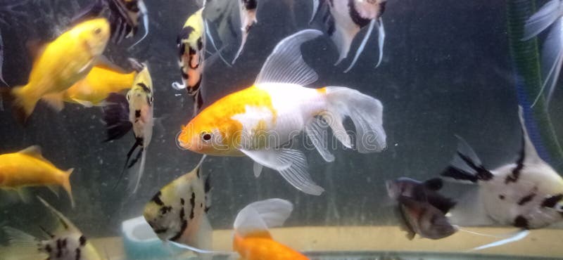 Sad fish from aquarium stock photo. Image of amphibian - 221342296