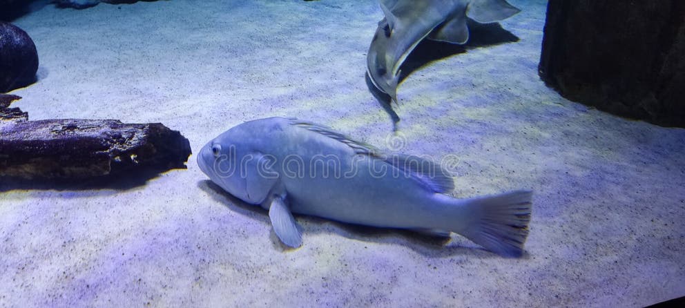 Sad fish under the sea stock image. Image of fish, aquarium - 277208137
