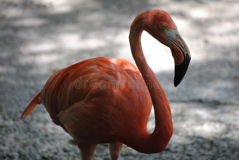 Sad Flamingo Stock Photos - Free & Royalty-Free Stock Photos from ...
