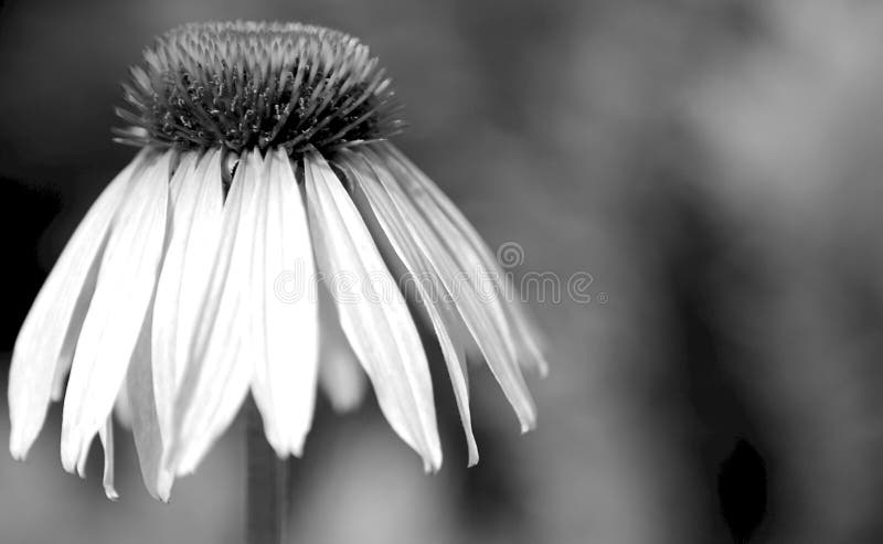 Sad Flower - Free Photo from StockFreeImages