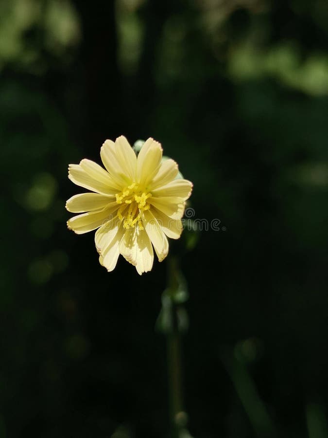 Sad Flower stock image. Image of herb, leaf, sunlight - 234887895