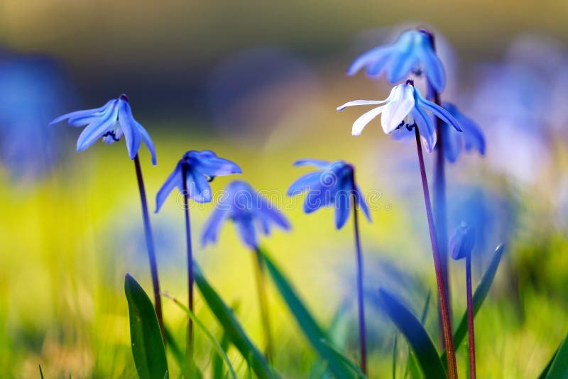 Sad Alpine Squill (scilla Bifolia) Flowers Stock Photo - Image of early ...