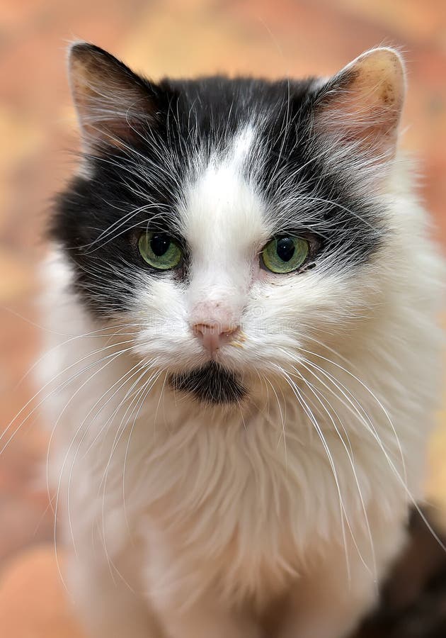 14,262 Sad White Cat Photos - Free & Royalty-Free Stock Photos from ...