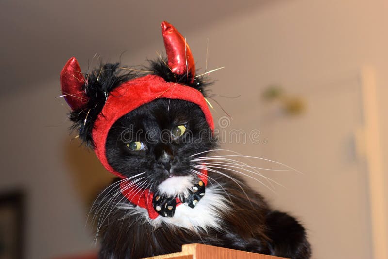 Devil Cat Costume