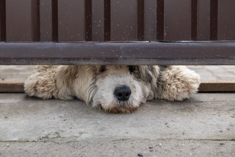 Sad Fluffy Dog Looking Out Under the Gates Stock Image - Image of ...