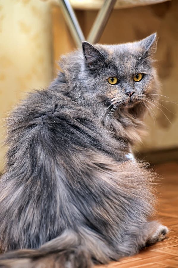 3,776 Sad Fluffy Gray Cat Stock Photos - Free & Royalty-Free Stock ...