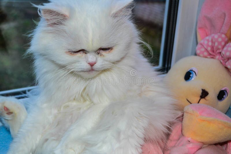 Persian cat bunny stock photo. Image of rabbit, persian - 723526