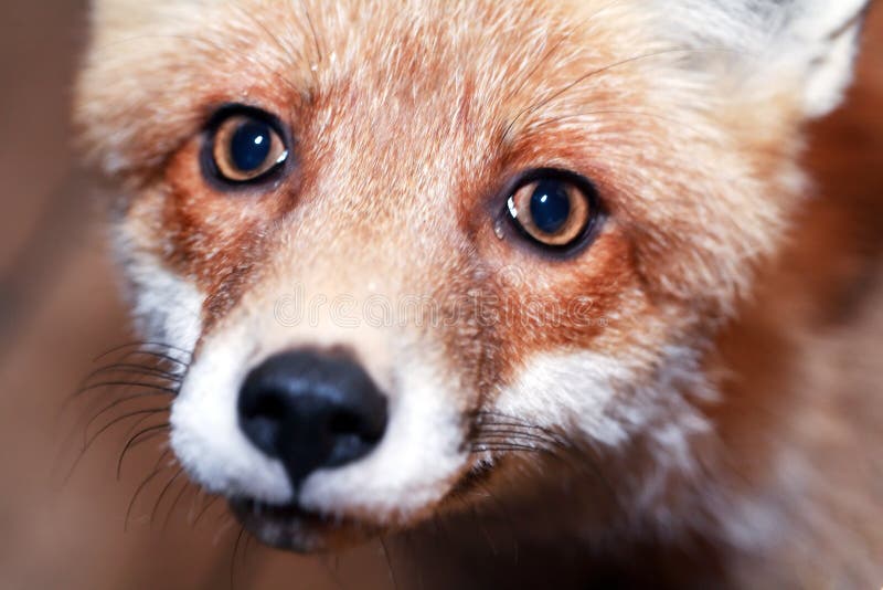 The Sad Fox Portrait stock image. Image of macro, look - 258118381