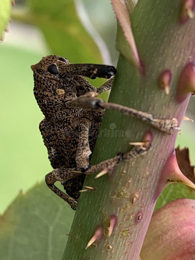 Pop goes the Weevil stock image. Image of life, weevil - 144862437