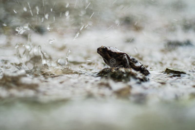 Sad Frog Sits Under Heavy Tropical Rain. Stock Image - Image of life ...