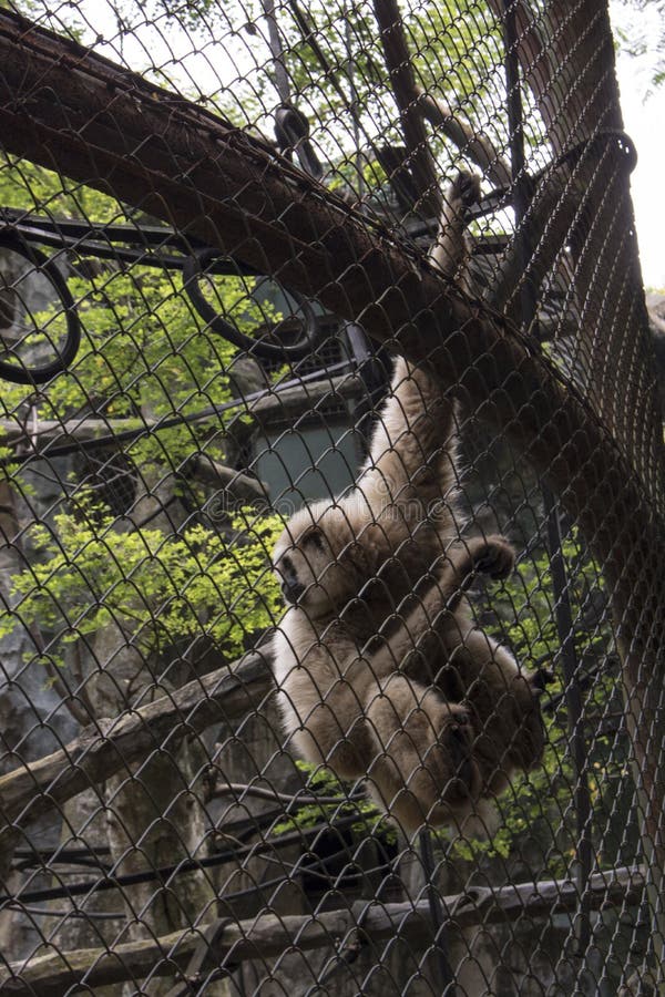 Sad Funny Monkey Inside Cage Stock Image - Image of jungle, little ...