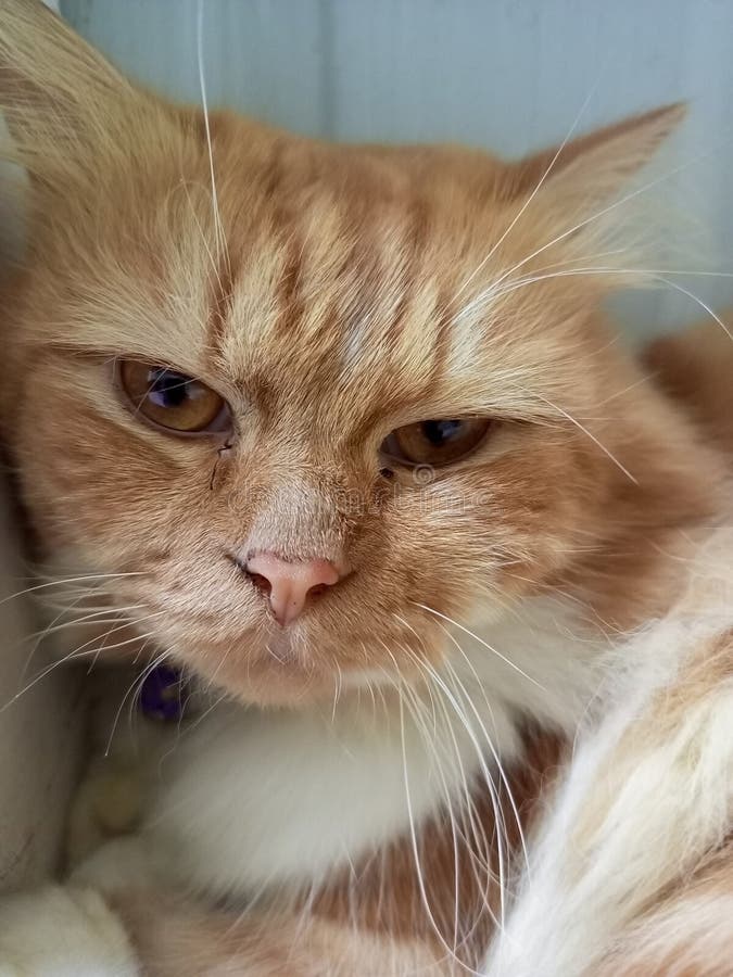 The Sad Gaze of a Brown Cat with Hunger Stock Photo - Image of hunger ...