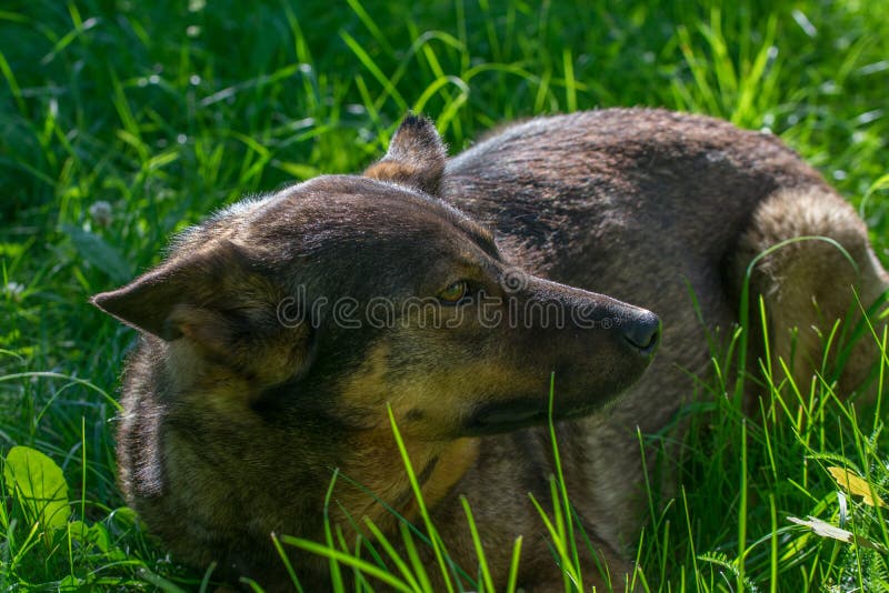 Sad German Shepherd Dog Laying in Green Grass Stock Photo - Image of ...