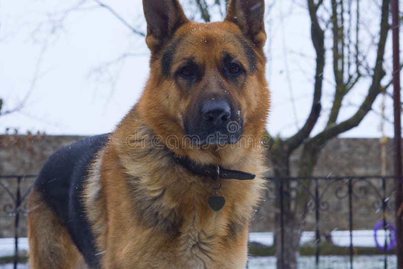 Sad German Shepherd Dog Looking at the Camera during the First Snow ...