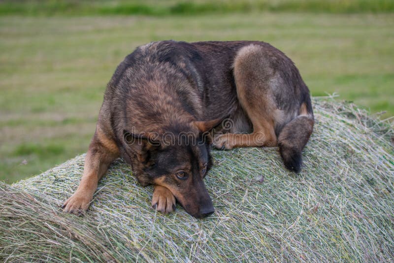 Sad German Shepherd Dog Sitting on a Hay Roll Stock Image - Image of ...
