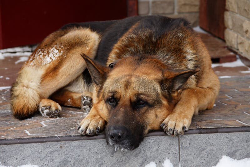 Sad German Shepherd Dog Stock Photos - Download 1,127 Royalty Free Photos