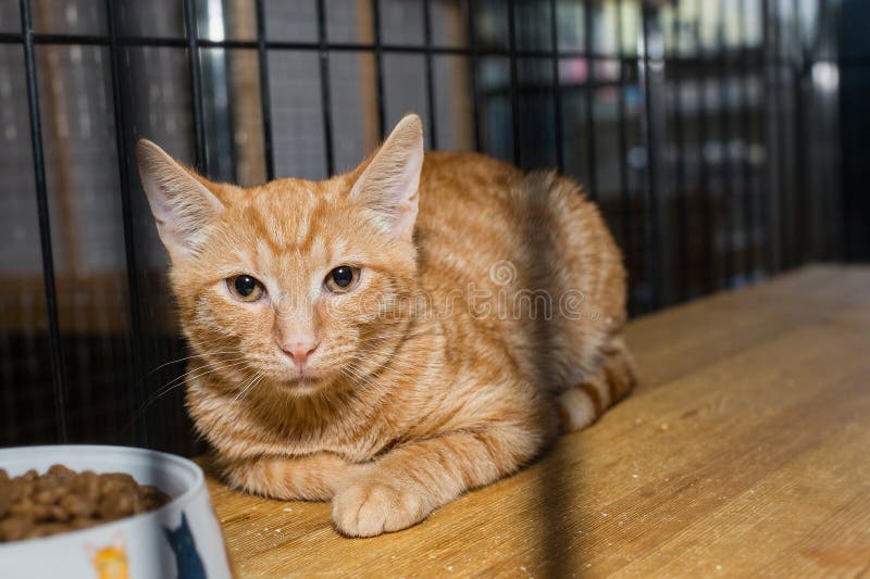 Sad ginger cat in a cage stock image. Image of cute - 334724865