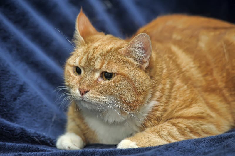 Sad ginger cat lies stock image. Image of feline, adorable - 178593669