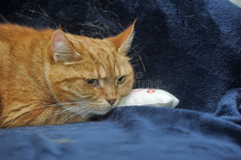 Sad ginger cat lies stock photo. Image of curious, chest - 178593486
