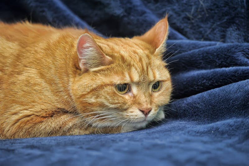 Sad ginger cat lies stock photo. Image of home, ginger - 178593560