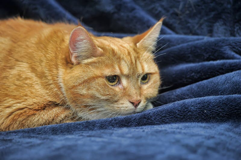 Sad ginger cat lies stock image. Image of feline, adorable - 178593669