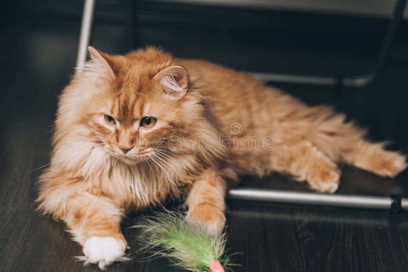 Sad Ginger Cat with a Phlegmatic Look Stock Image - Image of face, eyes ...