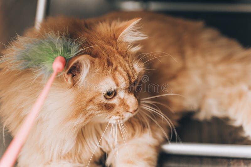 Sad Ginger Cat with a Phlegmatic Look Stock Photo - Image of baby ...