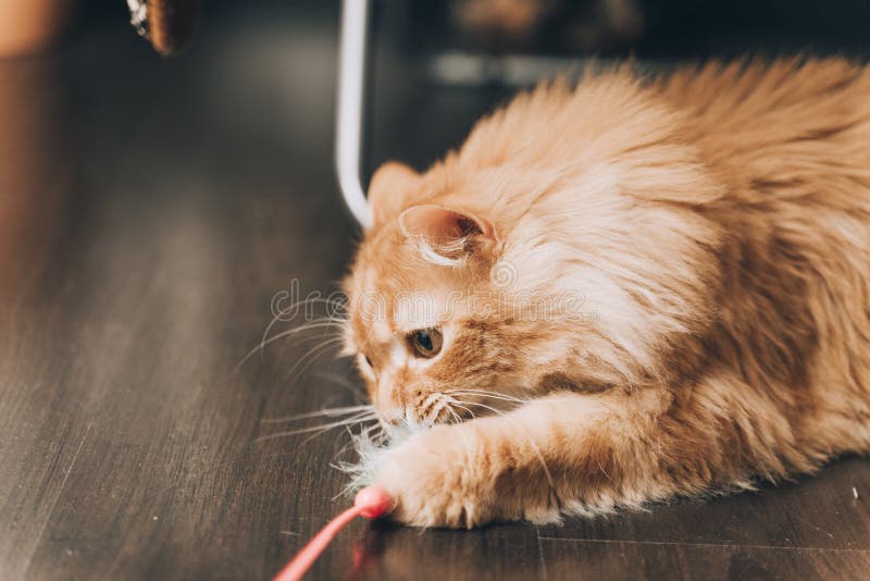 Sad Ginger Cat with a Phlegmatic Look Stock Image - Image of camera ...