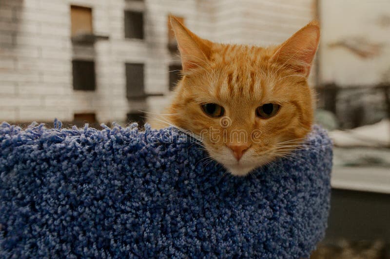 Sad Ginger Cat Sits in House of Cat Shelter Close Up, Copy Space Stock ...