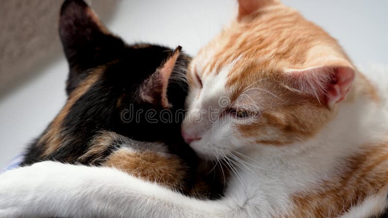 A Sad Ginger Cat and a Sleeping Tortoiseshell Kitten Hugging. Stock ...