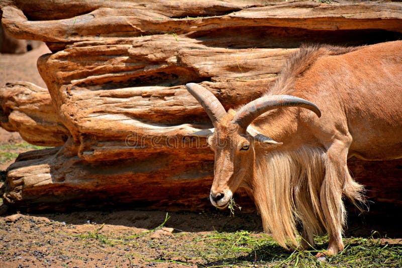 The sad goat stock photo. Image of egyptian, inside, mediterranean ...