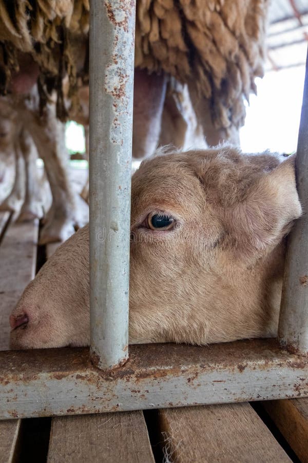 449 Sad Goat Stock Photos - Free & Royalty-Free Stock Photos from ...