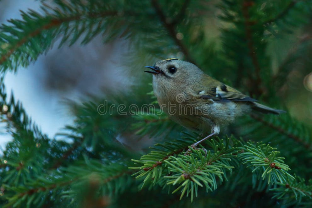 Sad Goldcrest singing stock photo. Image of bird, male - 45094020