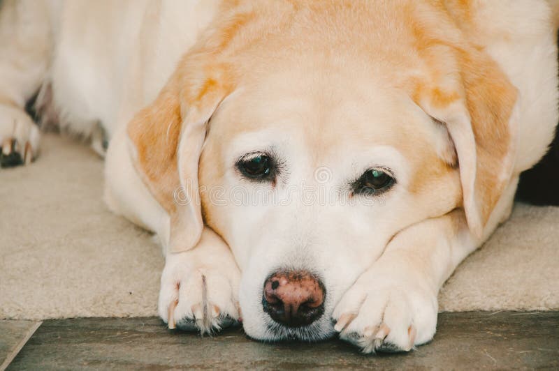 Sad Lab stock photo. Image of chocolate, outside, eyes - 10463978