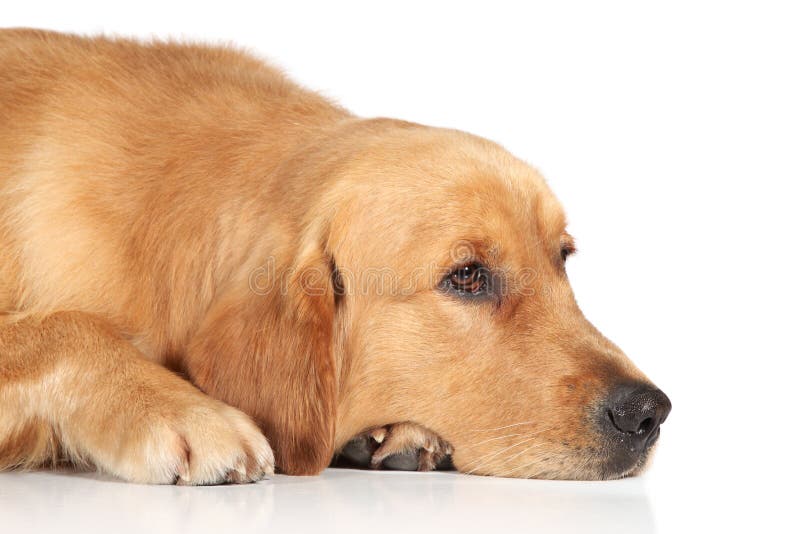 Sad Golden Retriever Dog Lying on the Floor Stock Photo - Image of ...