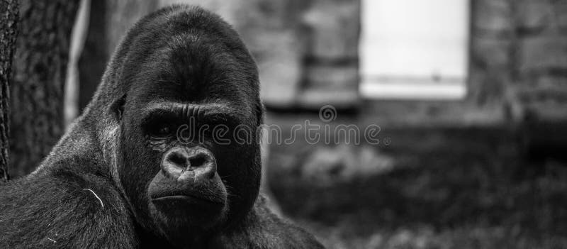 Sad Gorilla Imprisoned in the Zoo, Incredible Wildlife Stock Image ...
