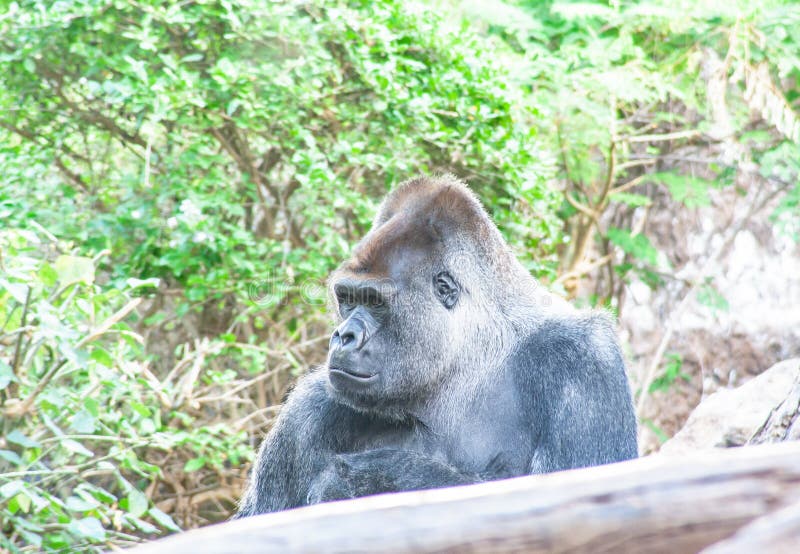 Sad Gorilla Face stock photo. Image of evolution, african - 145881358