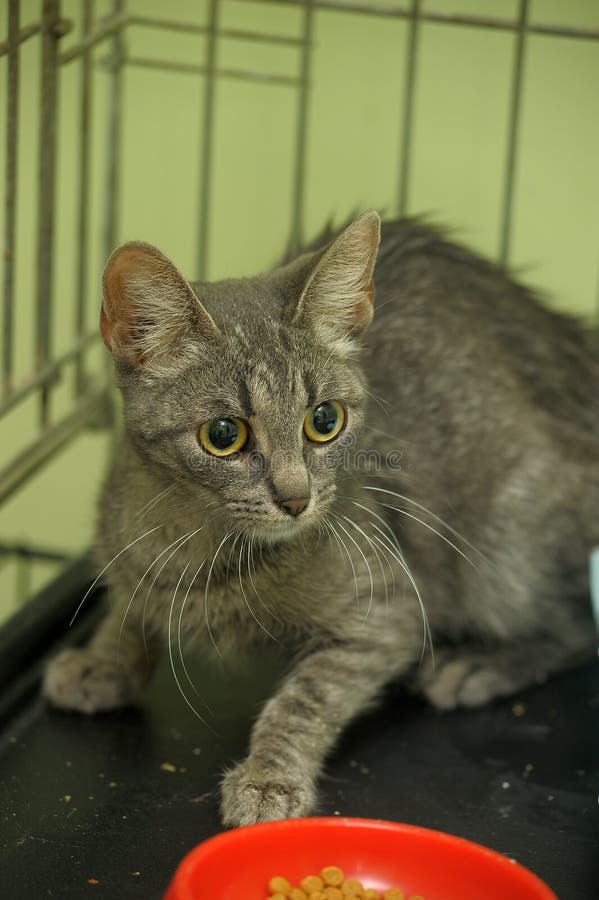 Sad gray cat in a cage stock image. Image of bokeh, adoption - 174210669