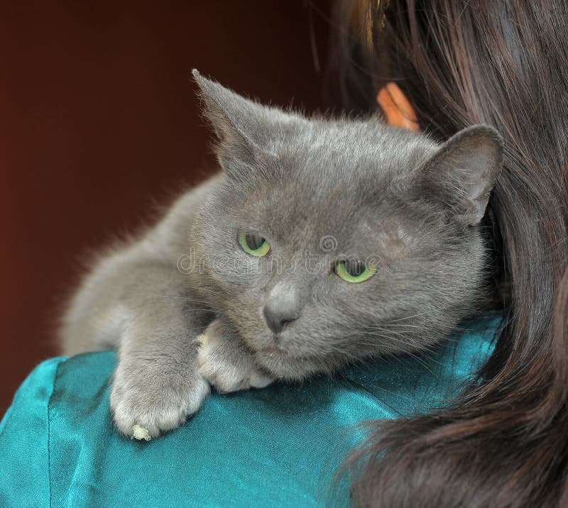 Sad Cat Stock Photos - Download 16,563 Royalty Free Photos