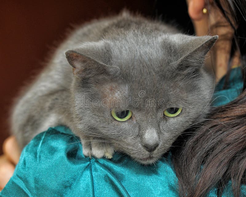 Sad Cat Stock Photos - Download 16,563 Royalty Free Photos